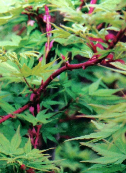 Coral Bark Japanese Maples – Maple Ridge Nursery