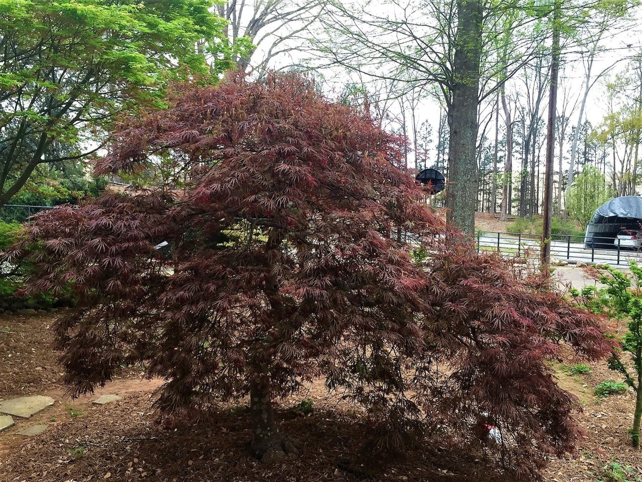 How to Choose the Best Japanese Maple for Your Garden – Maple Ridge Nursery