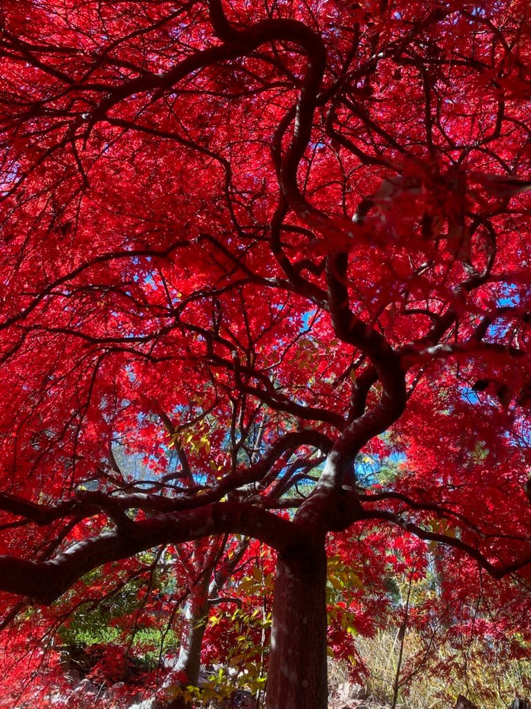 How to Prune a Japanese Maple – Maple Ridge Nursery