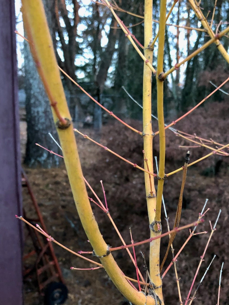 Japanese Maples with Bark Interest – Maple Ridge Nursery