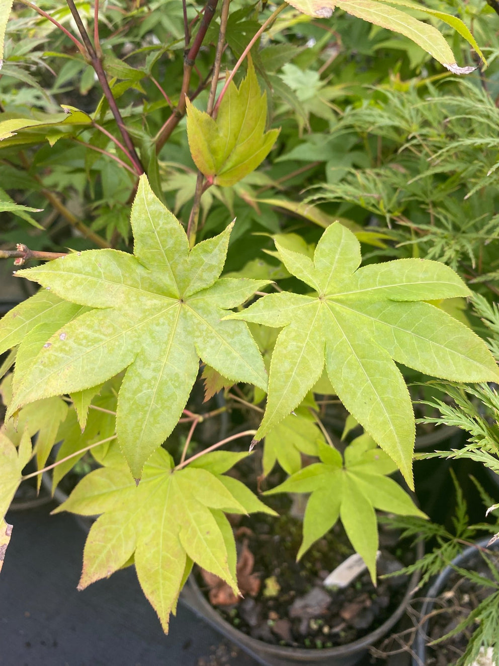 Acer palmatum 'Green Star' Green Japanese Maple – Maple Ridge Nursery