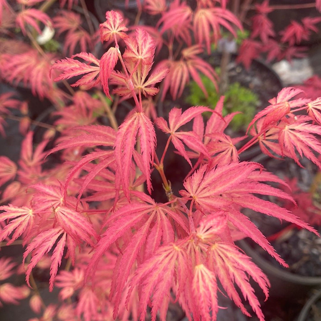 Acer palmatum 'Jedeloh Orange' Dwarf Japanese Maple – Maple Ridge Nursery