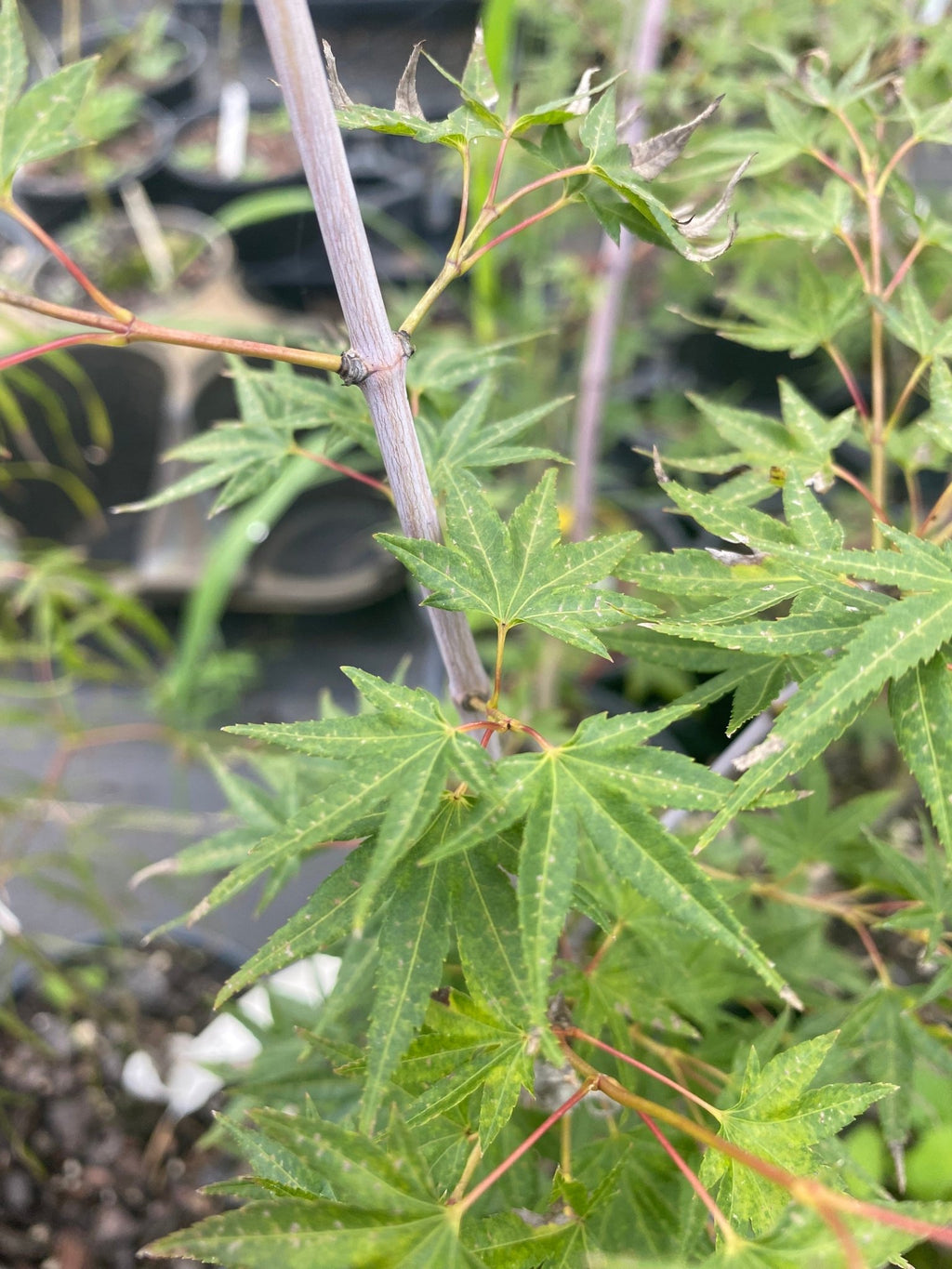 Acer palmatum 'Ko chidori' Japanese Maple – Maple Ridge Nursery