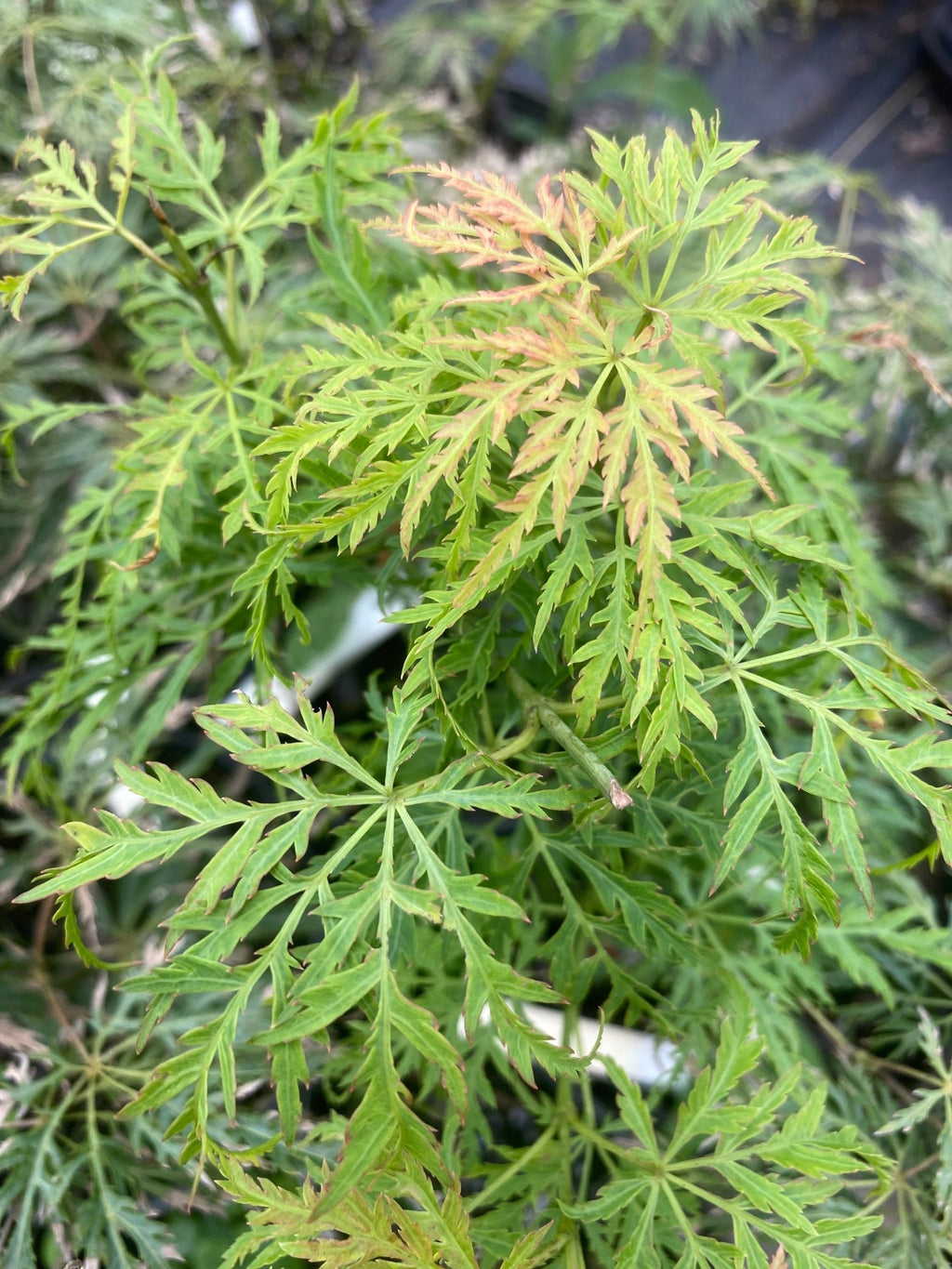 Acer palmatum 'Lemon Lime Lace' Green Dwarf Japanese Maple – Maple ...