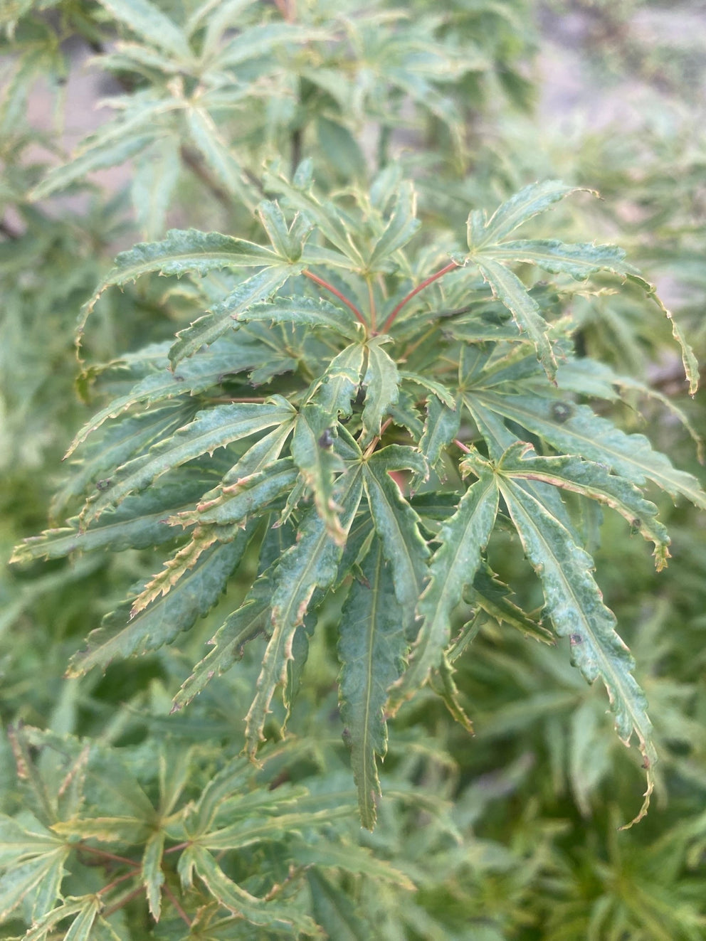 Acer palmatum 'Lily pad' Variegated Dwarf Japanese Maple – Maple Ridge ...