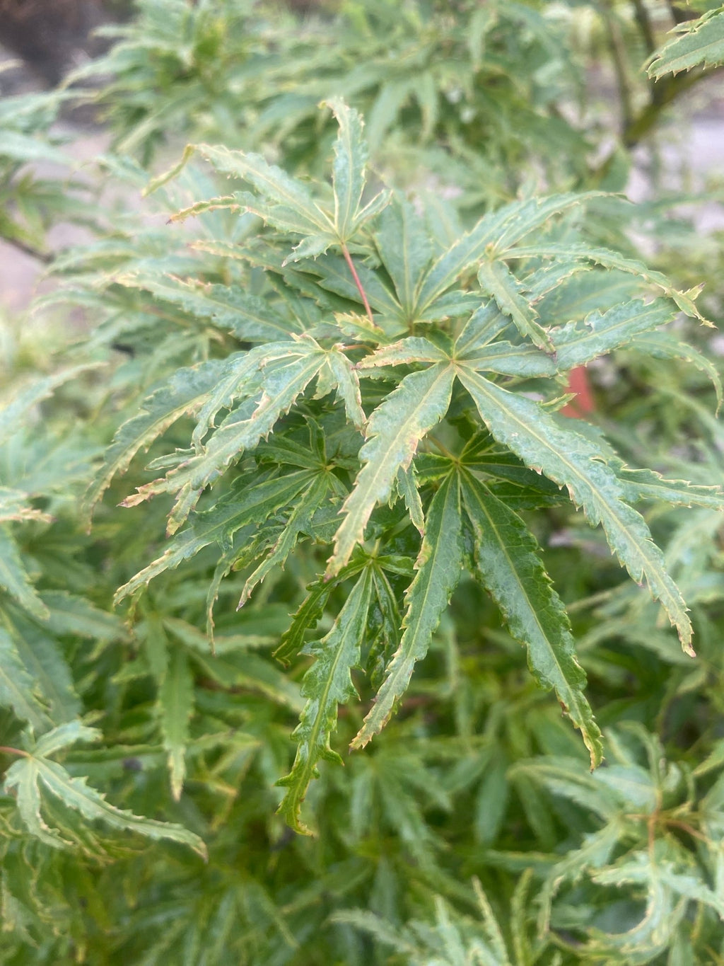 Acer palmatum 'Lily pad' Variegated Dwarf Japanese Maple – Maple Ridge ...