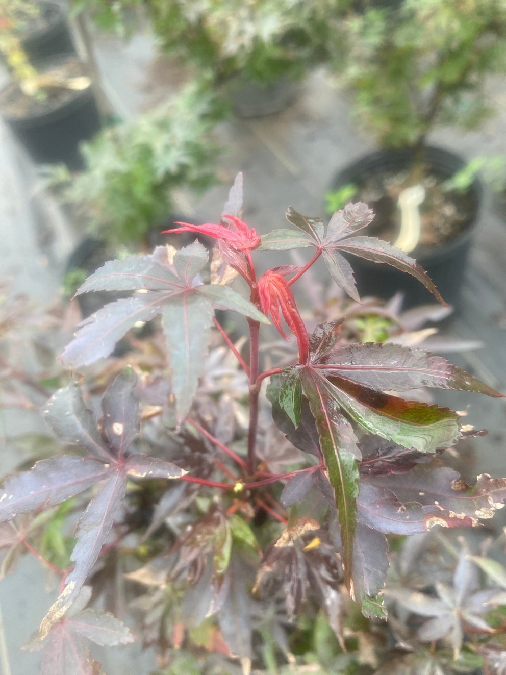 Acer palmatum 'Little Red' Compact Dwarf Japanese Maple – Maple Ridge ...