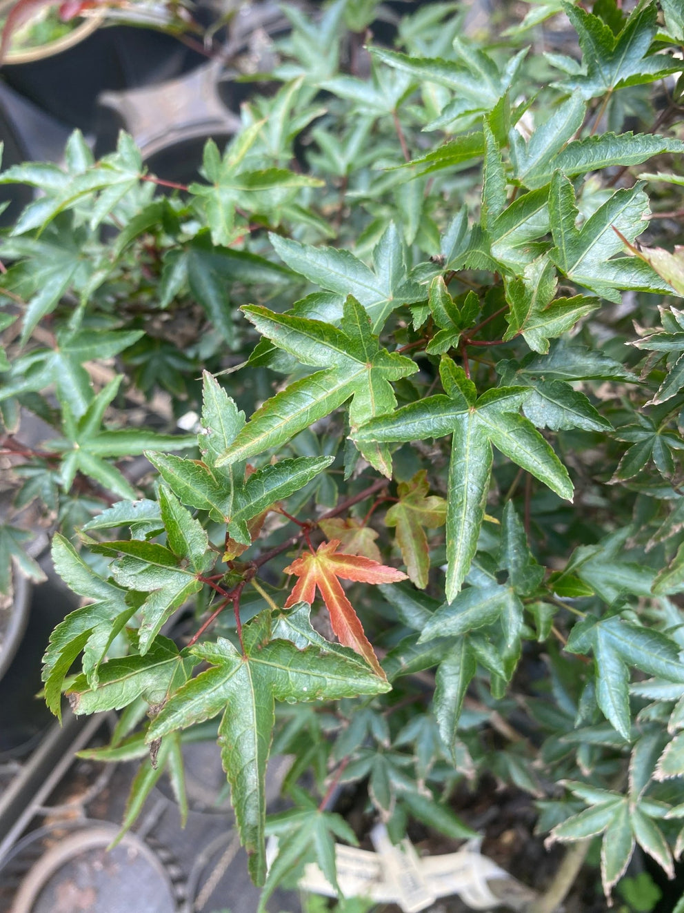 Acer palmatum 'Margie Jenkins' Dwarf Japanese Maple – Maple Ridge Nursery