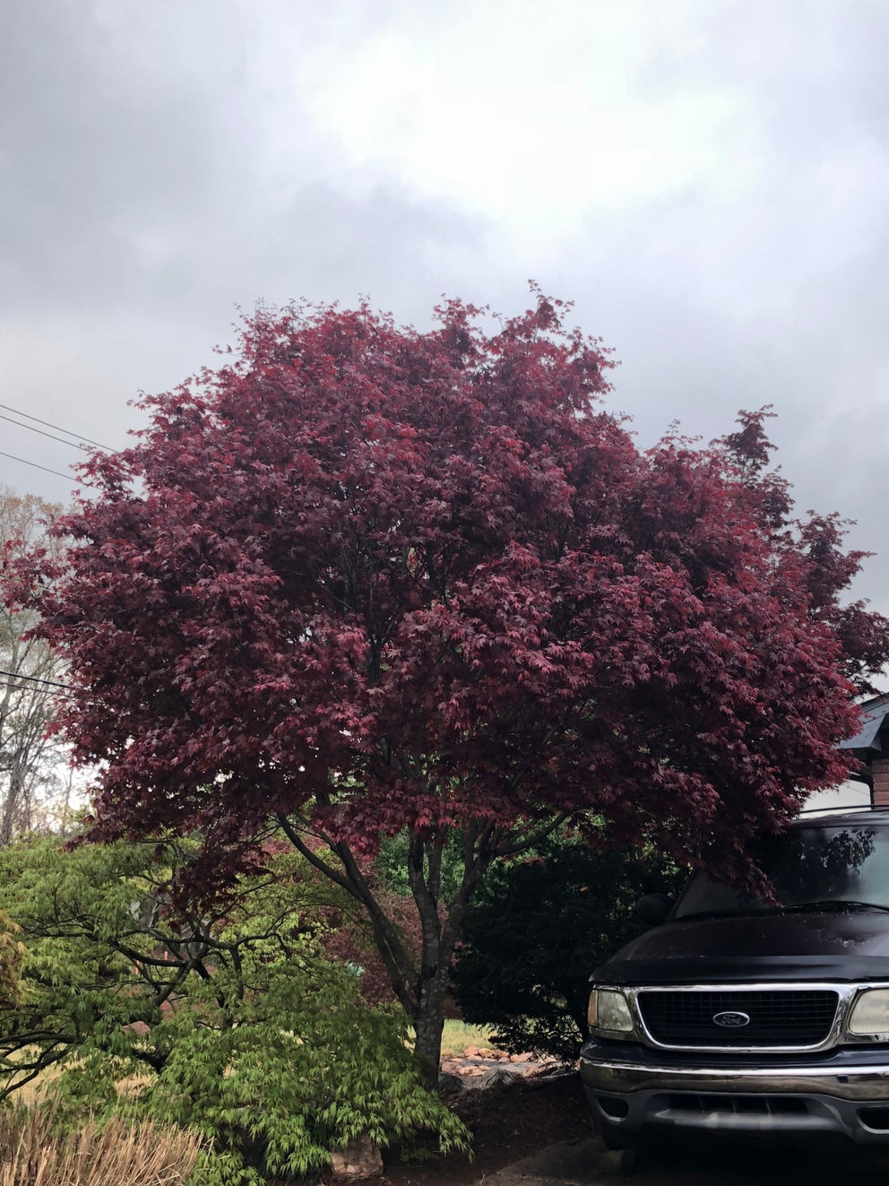 Acer palmatum 'Moonfire' Red Japanese Maple – Maple Ridge Nursery