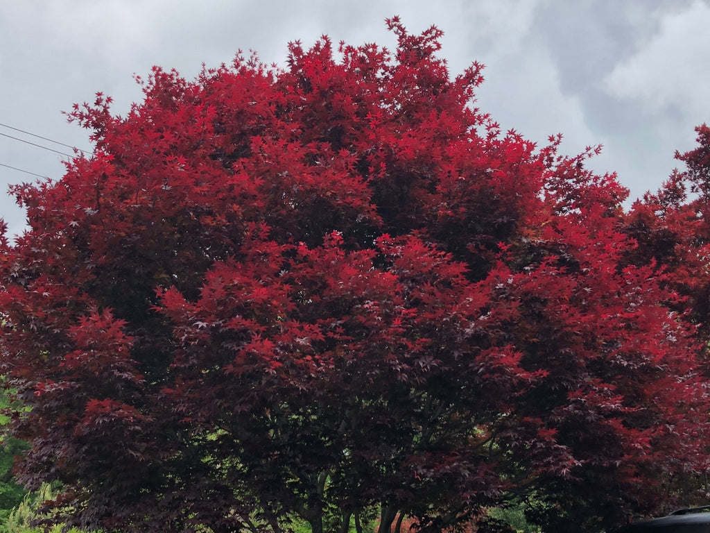 Acer palmatum 'Moonfire' Red Japanese Maple – Maple Ridge Nursery