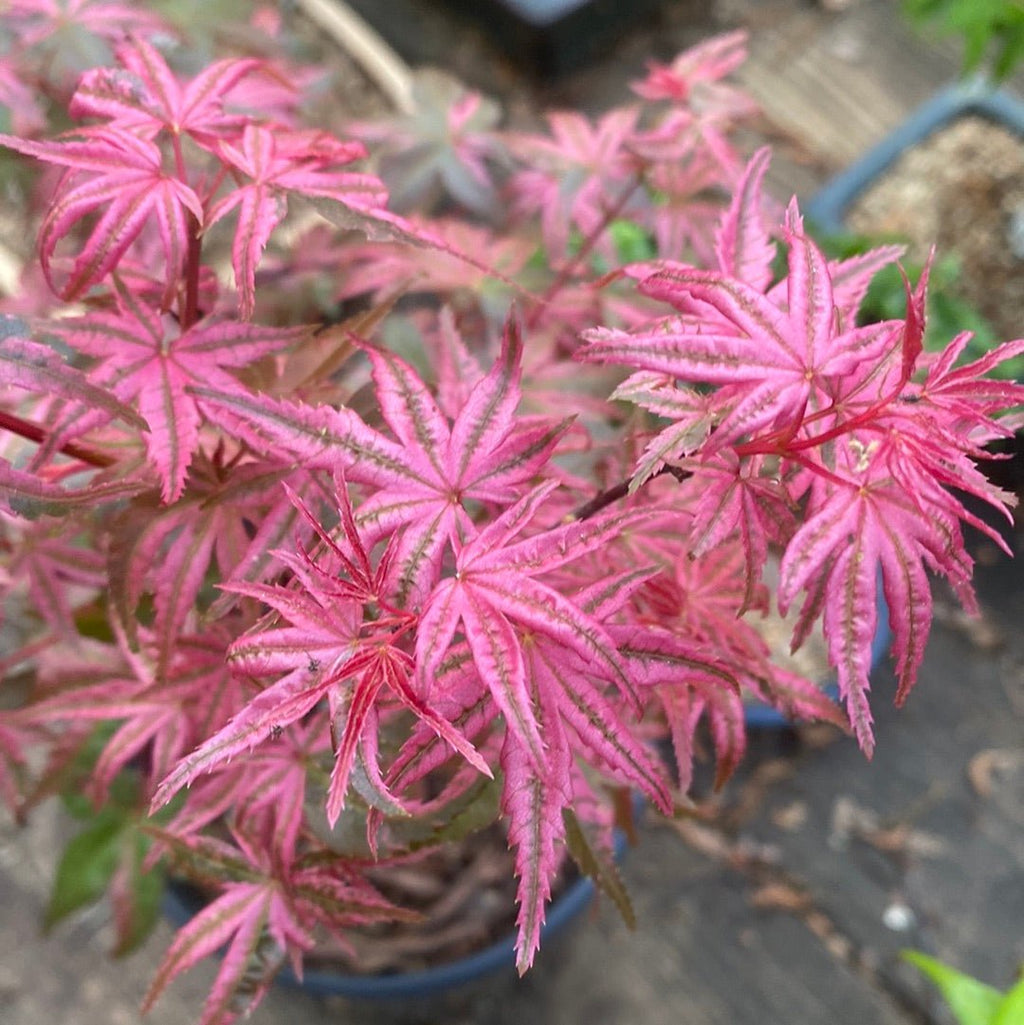 Acer palmatum 'Noel' Variegated Corallinum Japanese Maple – Maple Ridge ...