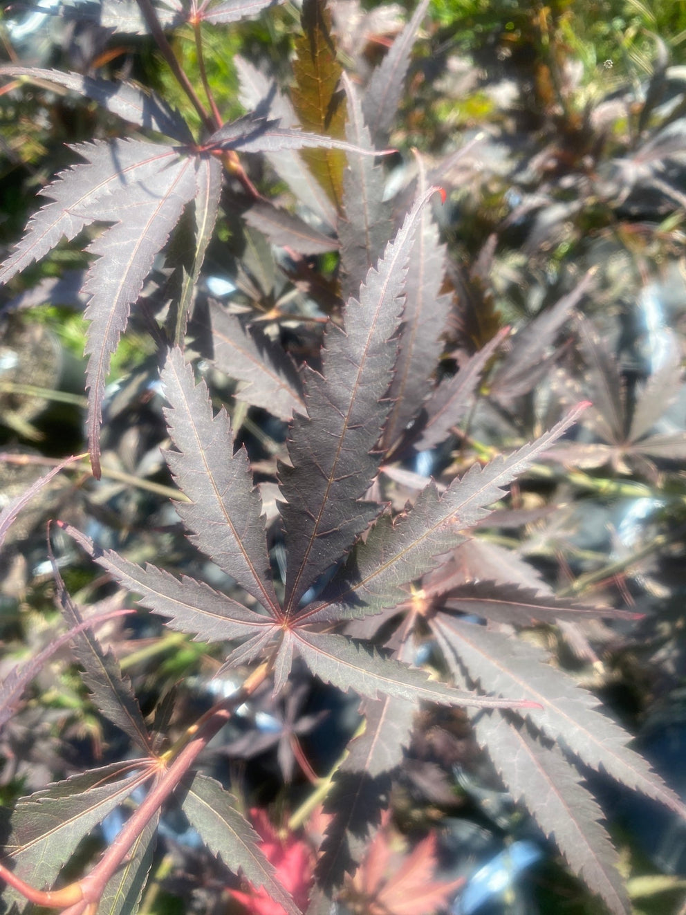 Acer palmatum 'Red Saber' Red Japanese Maple – Maple Ridge Nursery