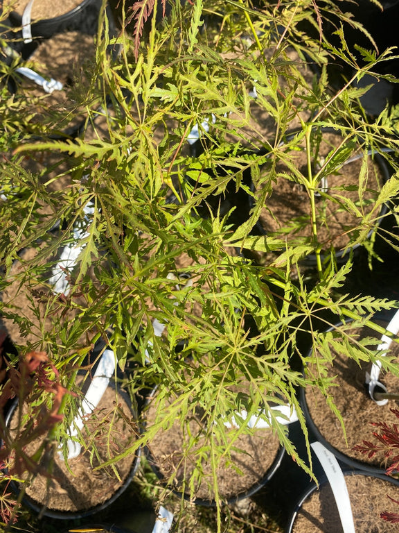 Acer palmatum 'Red Web' Weeping Japanese Maple – Maple Ridge Nursery