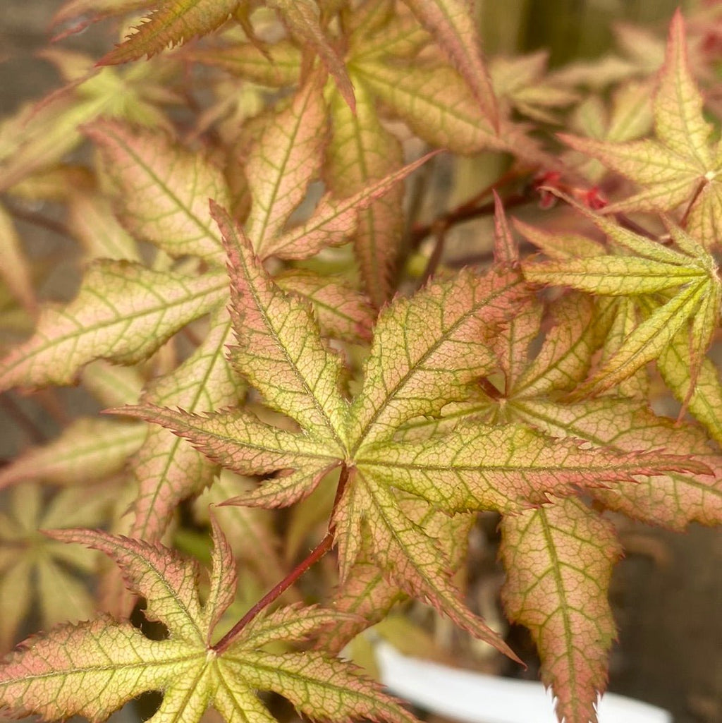 Acer palmatum 'Ruby de Sofia' Reticulated Japanese Maple – Maple Ridge ...