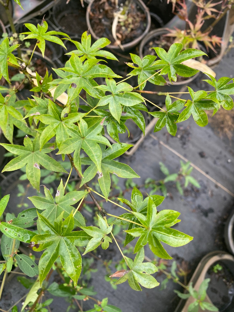Acer palmatum 'Shigarami' Red Finger Nails Japanese Maple – Maple Ridge ...