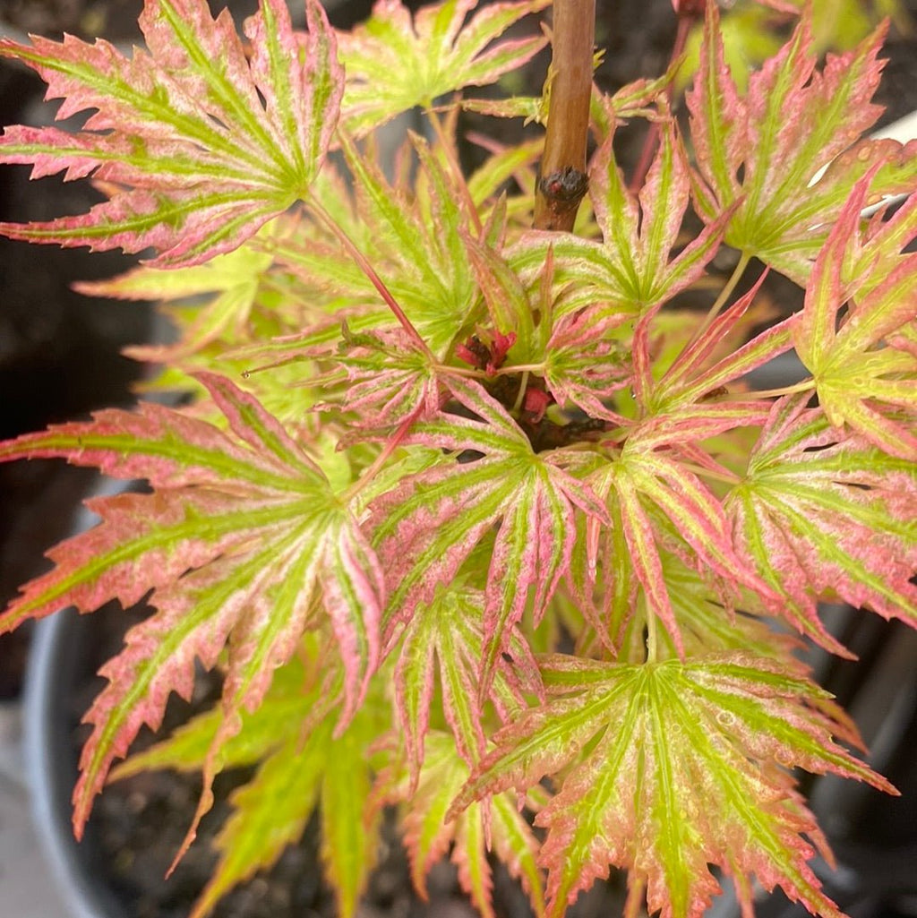 Acer palmatum 'Shin Hikasa' Dwarf Variegated Japanese Maple – Maple ...