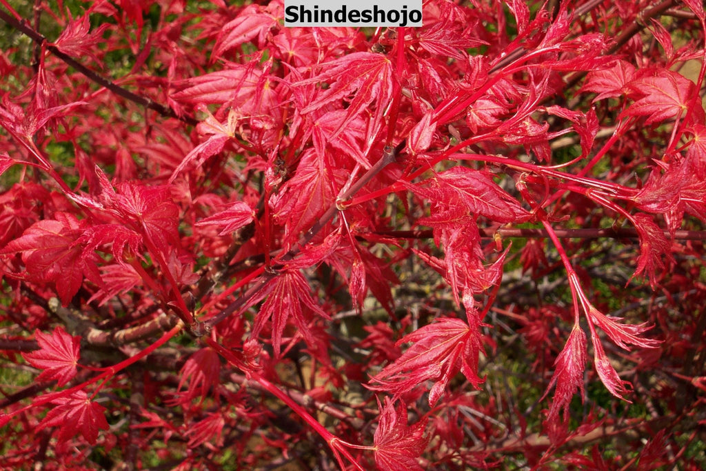 Acer palmatum 'Shindeshojo' Corallinum Japanese Maple – Maple Ridge Nursery