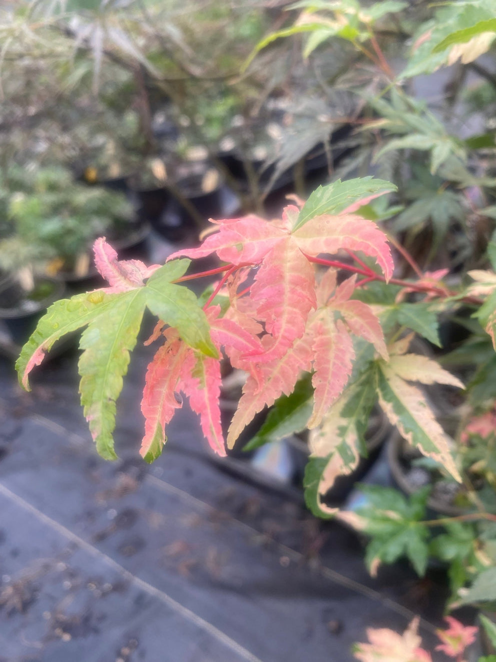 Acer palmatum 'Taiyo nishiki' Variegated Japanese Maple – Maple Ridge ...