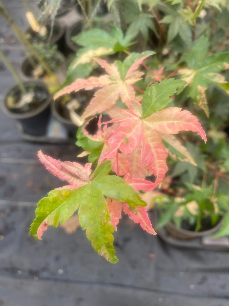 Acer palmatum 'Taiyo nishiki' Variegated Japanese Maple – Maple Ridge ...