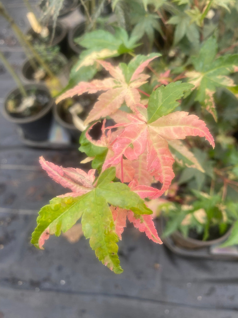 Acer palmatum 'Taiyo nishiki' Variegated Japanese Maple – Maple Ridge ...