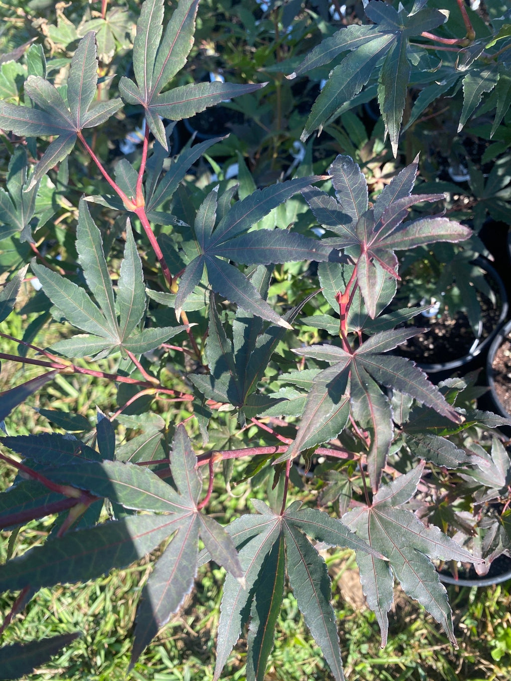 Acer palmatum Twombly's Red Sentinel Columnar Japanese Maple – Maple ...