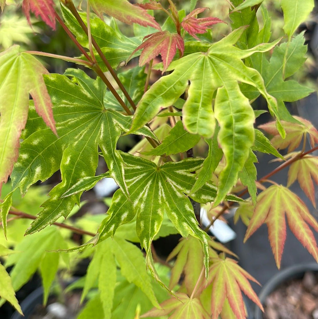 Acer palmatum 'Yama nishiki' Variegated Japanese Maple – Maple Ridge ...