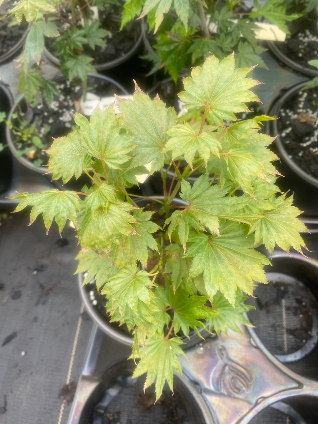 Acer shirasawanum 'Aureum' Full Moon Japanese Maple – Maple Ridge Nursery