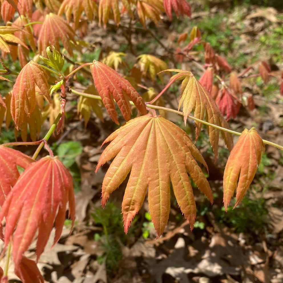 Acer Shirasawanum Full Moon Japanese Maple – Maple Ridge Nursery