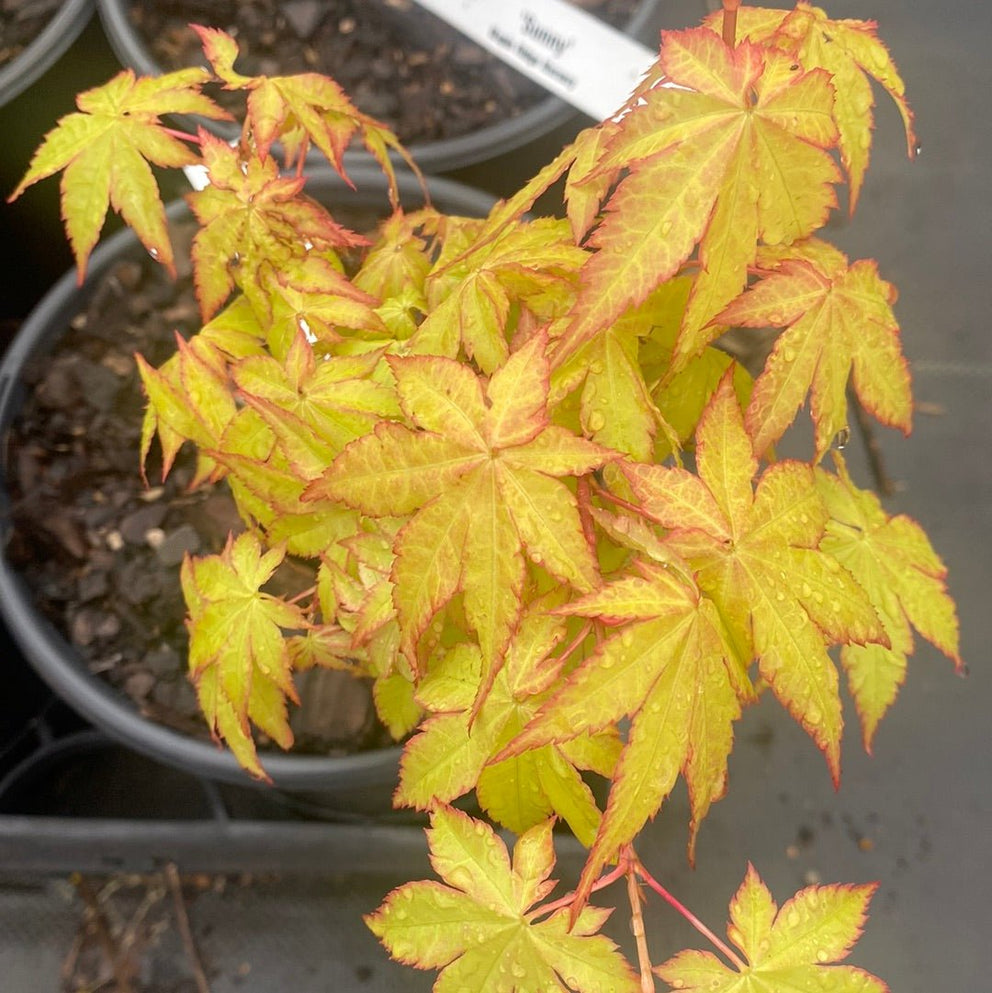 Acer shirasawanum 'Sunny' Full Moon Japanese Maple – Maple Ridge Nursery