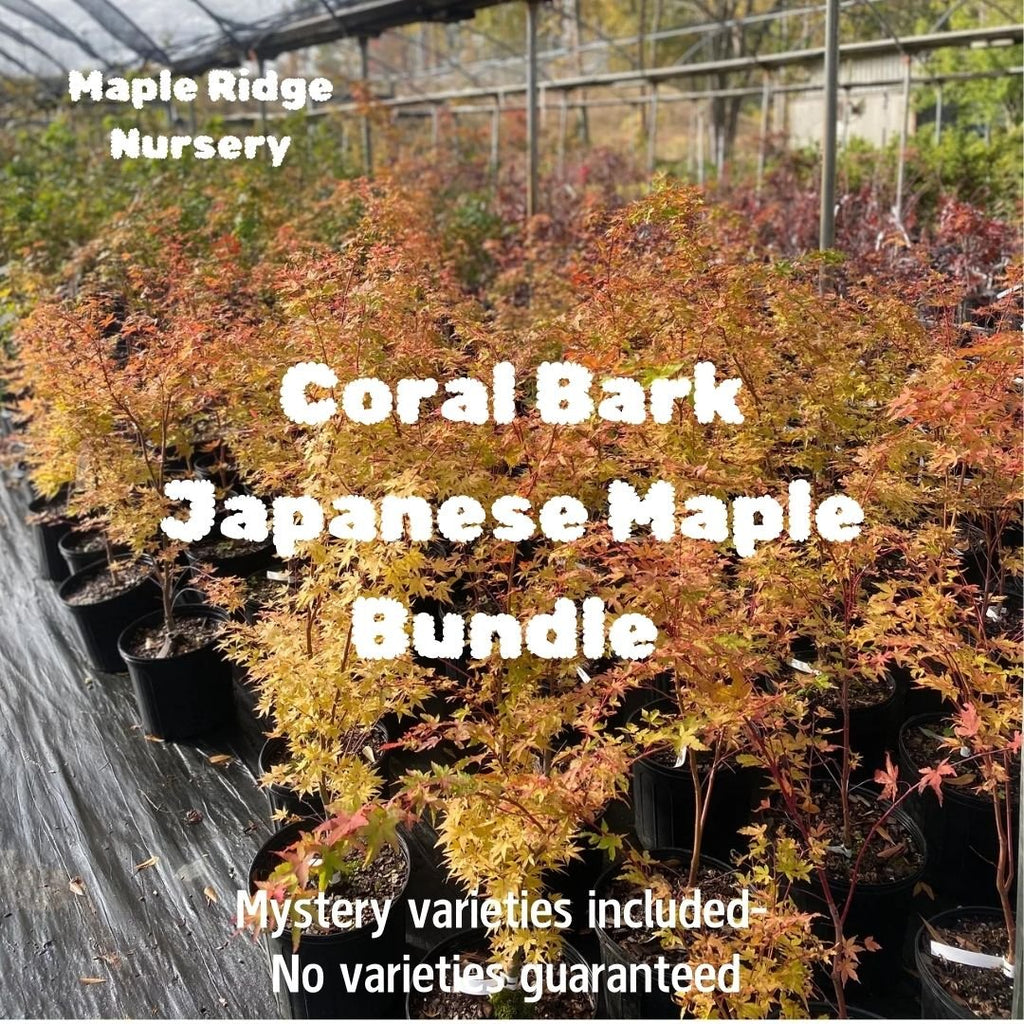 Coral Bark Japanese Maple Bundle – Maple Ridge Nursery
