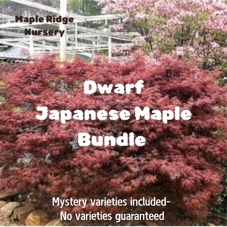 Dwarf Japanese Maple Bundle – Maple Ridge Nursery