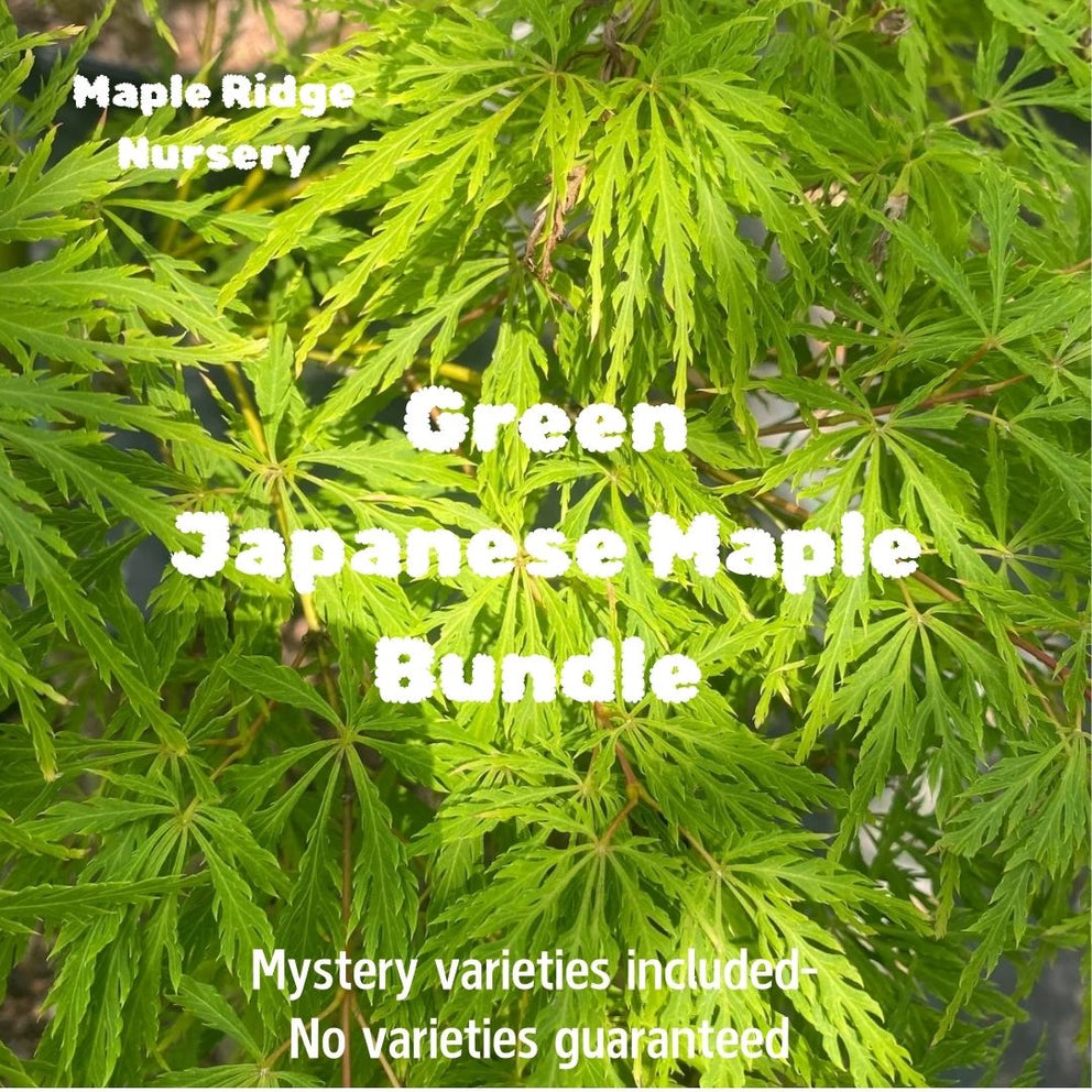Green Japanese Maple Bundle-Surprise Pack – Maple Ridge Nursery