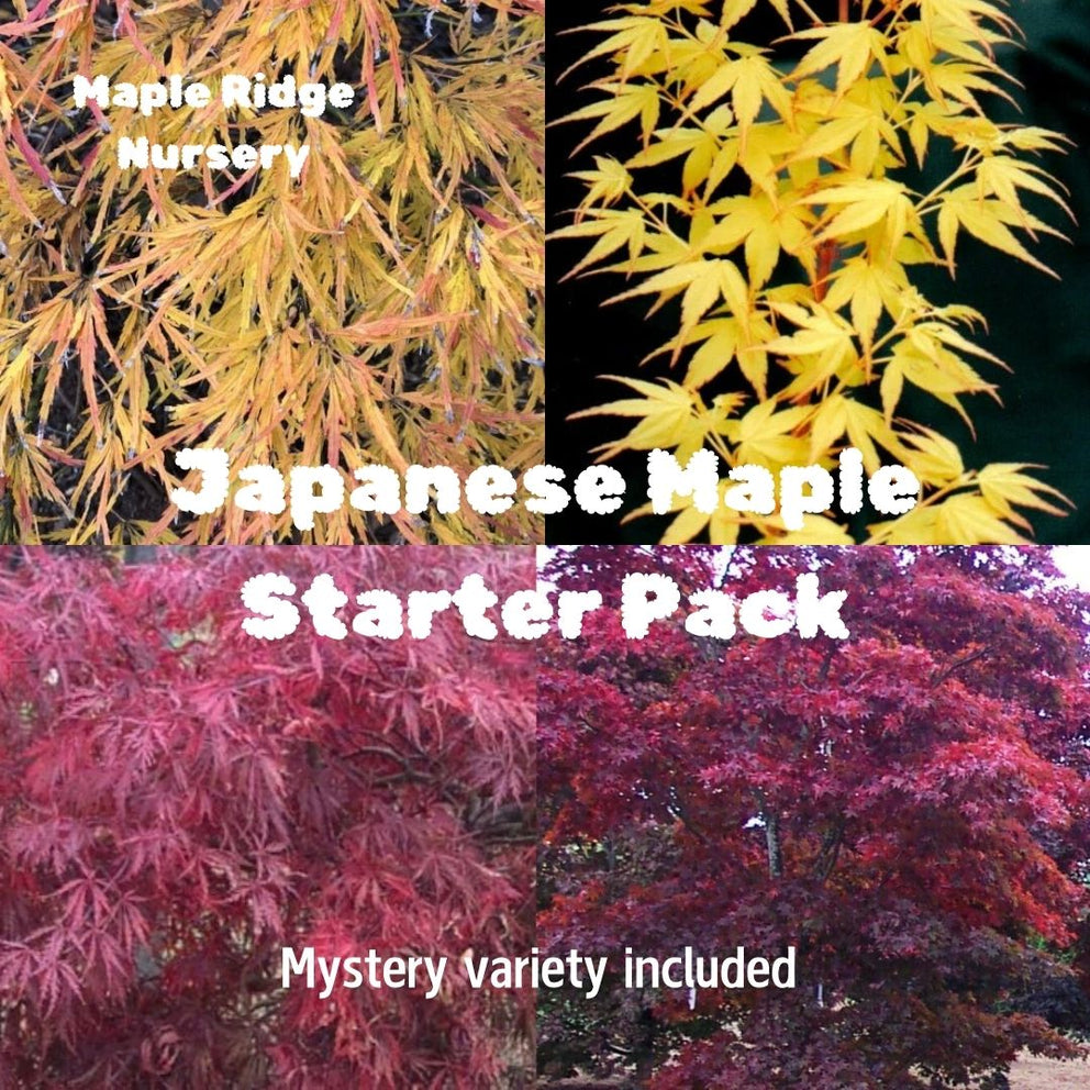 Japanese Maple Starter Bundle Pack – Maple Ridge Nursery