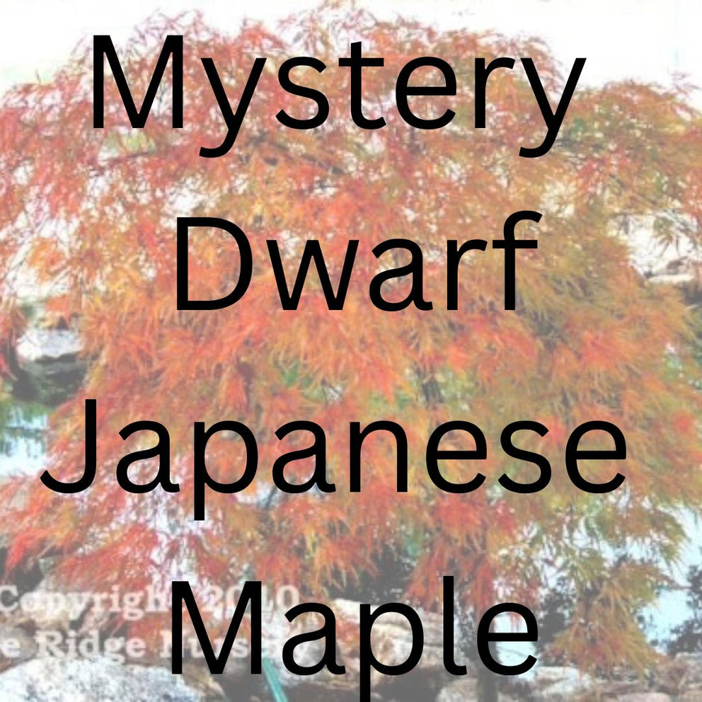 Mystery Dwarf Japanese Maple – Maple Ridge Nursery