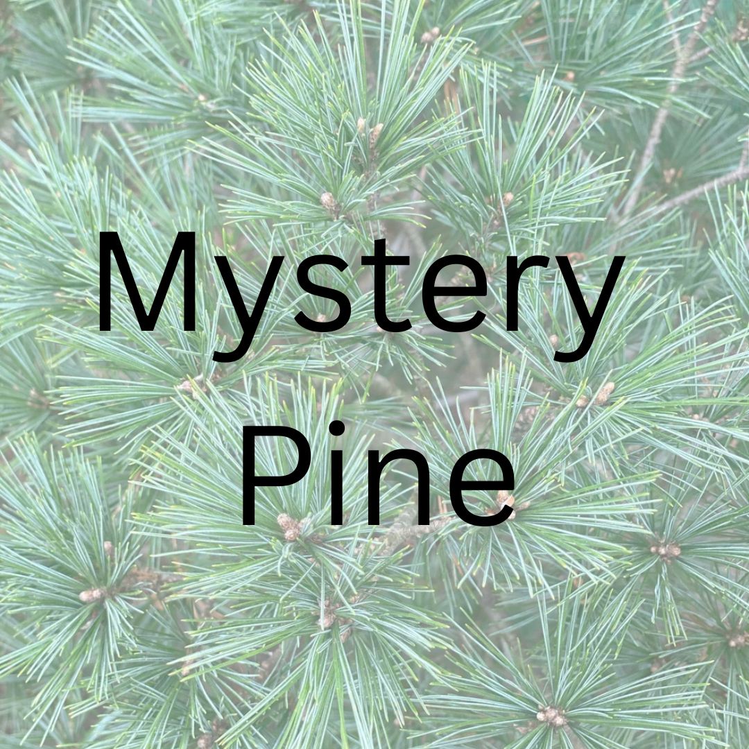 Mystery Pine – Maple Ridge Nursery