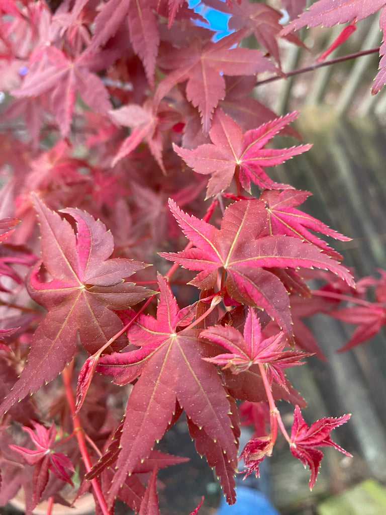Acer palmatum 'Noel' Variegated Corallinum Japanese Maple – Maple Ridge ...