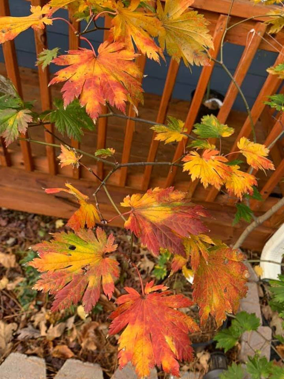 Acer japonicum 'Meigetsu' Full Moon Japanese Maple – Maple Ridge Nursery