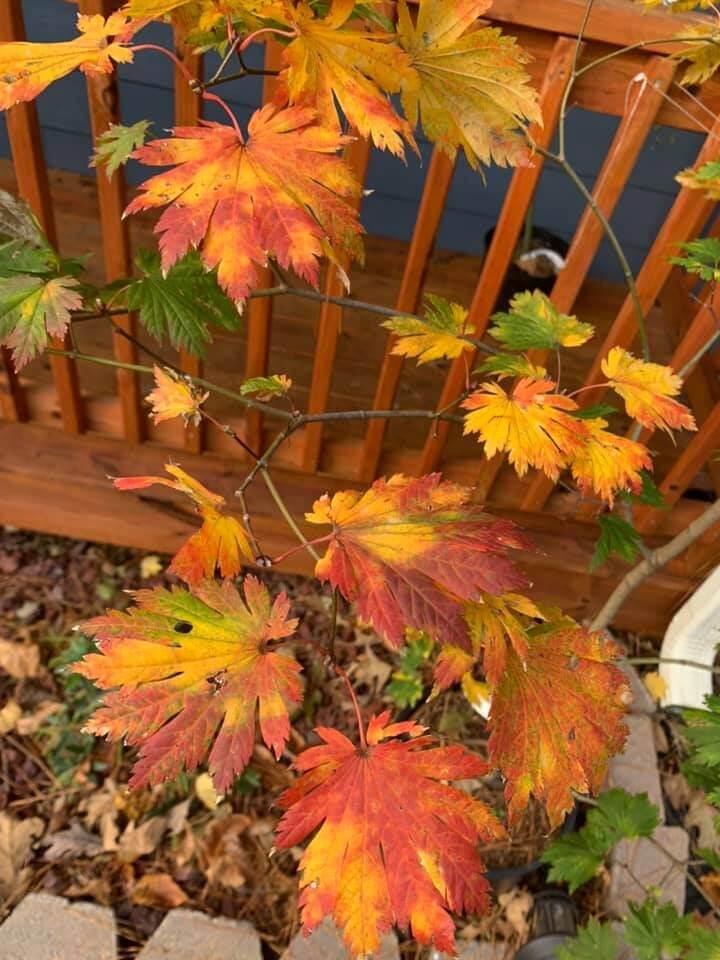 Acer japonicum 'Meigetsu' Full Moon Japanese Maple – Maple Ridge Nursery