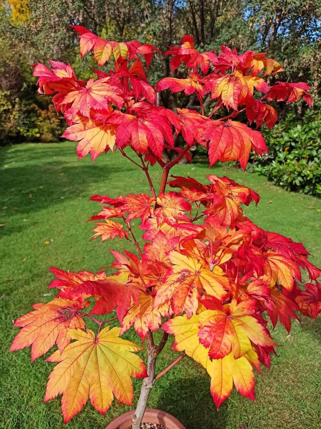 Large Japanese Maple Trees