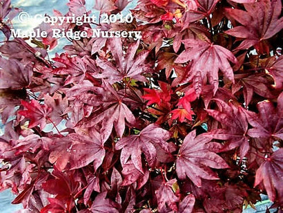 Acer palmatum 'Adrian's Compact' Dwarf Japanese Maple – Maple Ridge Nursery