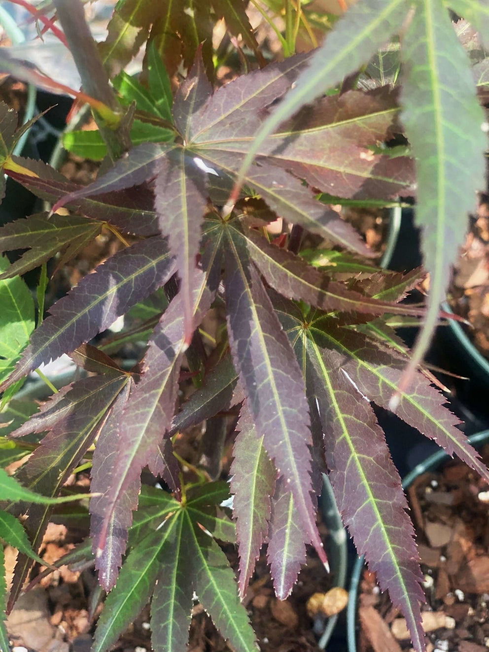 Red Japanese Maples – Maple Ridge Nursery