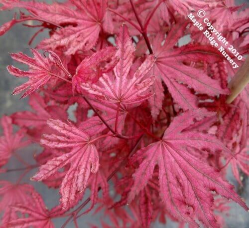Acer palmatum 'Amagi shigure' Reticluated Japanese Maple – Maple Ridge ...