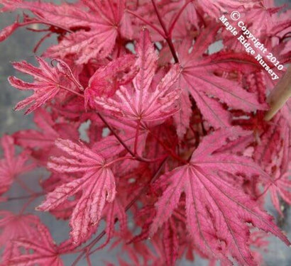 Red Japanese Maples – Maple Ridge Nursery