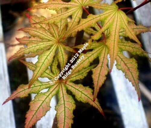 Acer palmatum 'Amber Ghost' Reticulated Japanese Maple – Maple Ridge ...