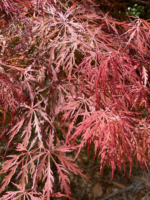 Red Japanese Maples – Maple Ridge Nursery