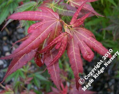 Red Japanese Maples – Maple Ridge Nursery