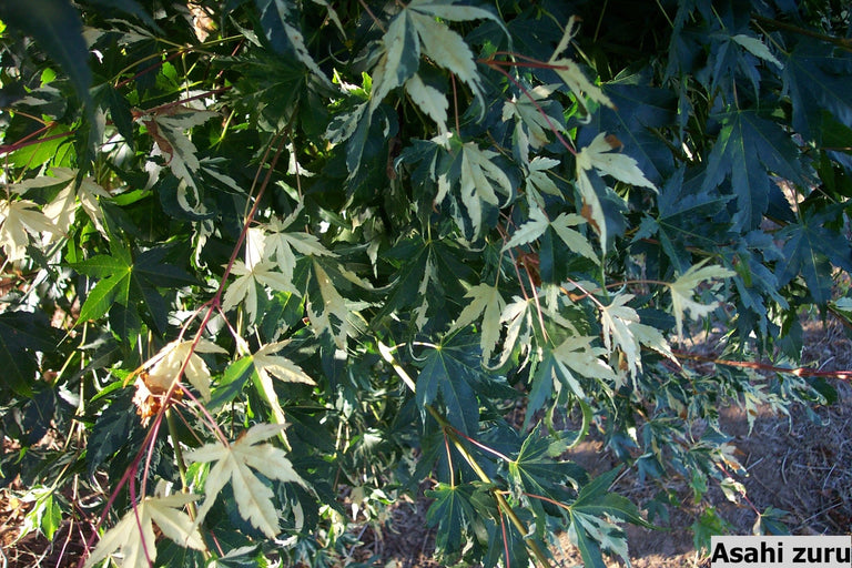 Acer palmatum 'Asahi zuru' Variegated Japanese Maple – Maple Ridge Nursery