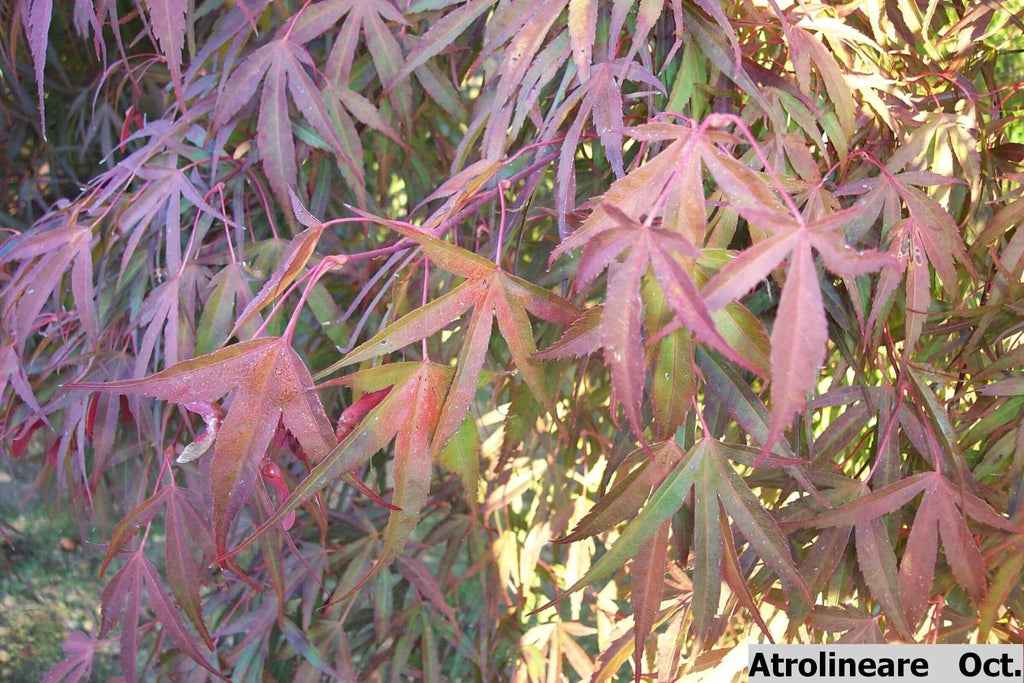 Acer palmatum 'Atrolineare' Ribbon Leaf Japanese Maple – Maple Ridge ...