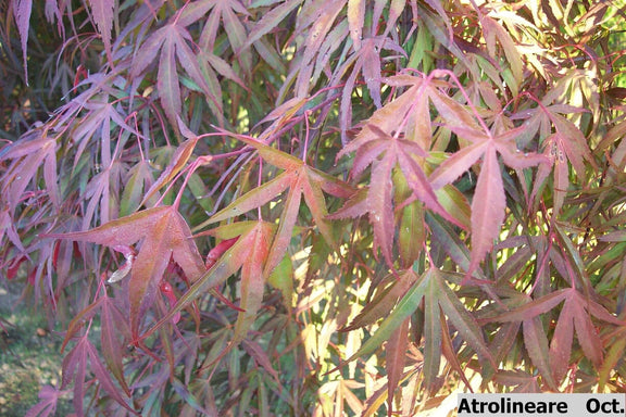 Red Japanese Maples – Maple Ridge Nursery