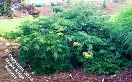 Dwarf Japanese Maples for Full Sun – Maple Ridge Nursery